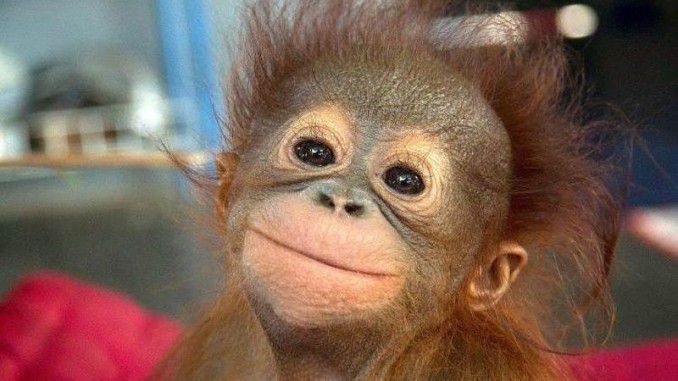 20 grunner til at alle bør skaffe seg en apekatt