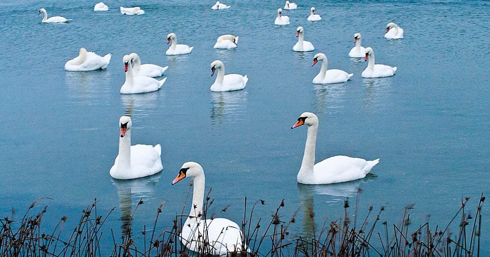 SISTE NYTT: Nå spiser de svaner!